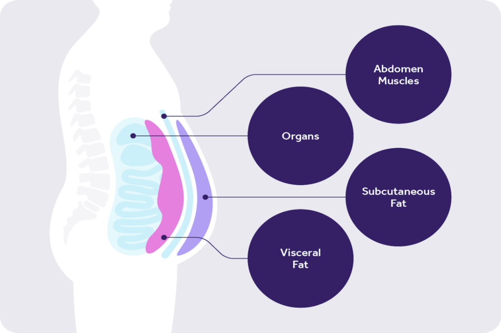 What is visceral fat and why does it matter?