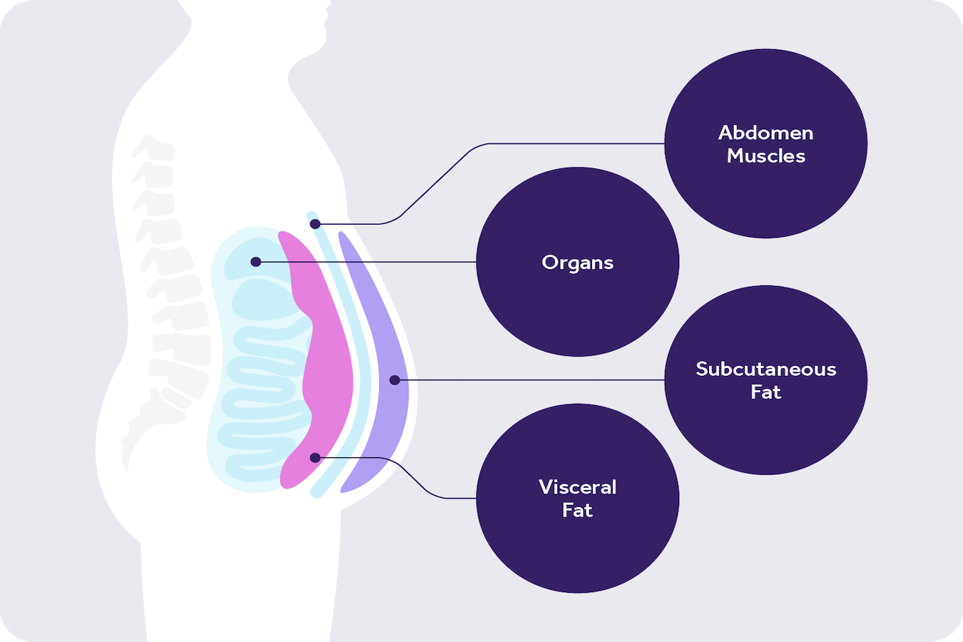 What is visceral fat and why does it matter?